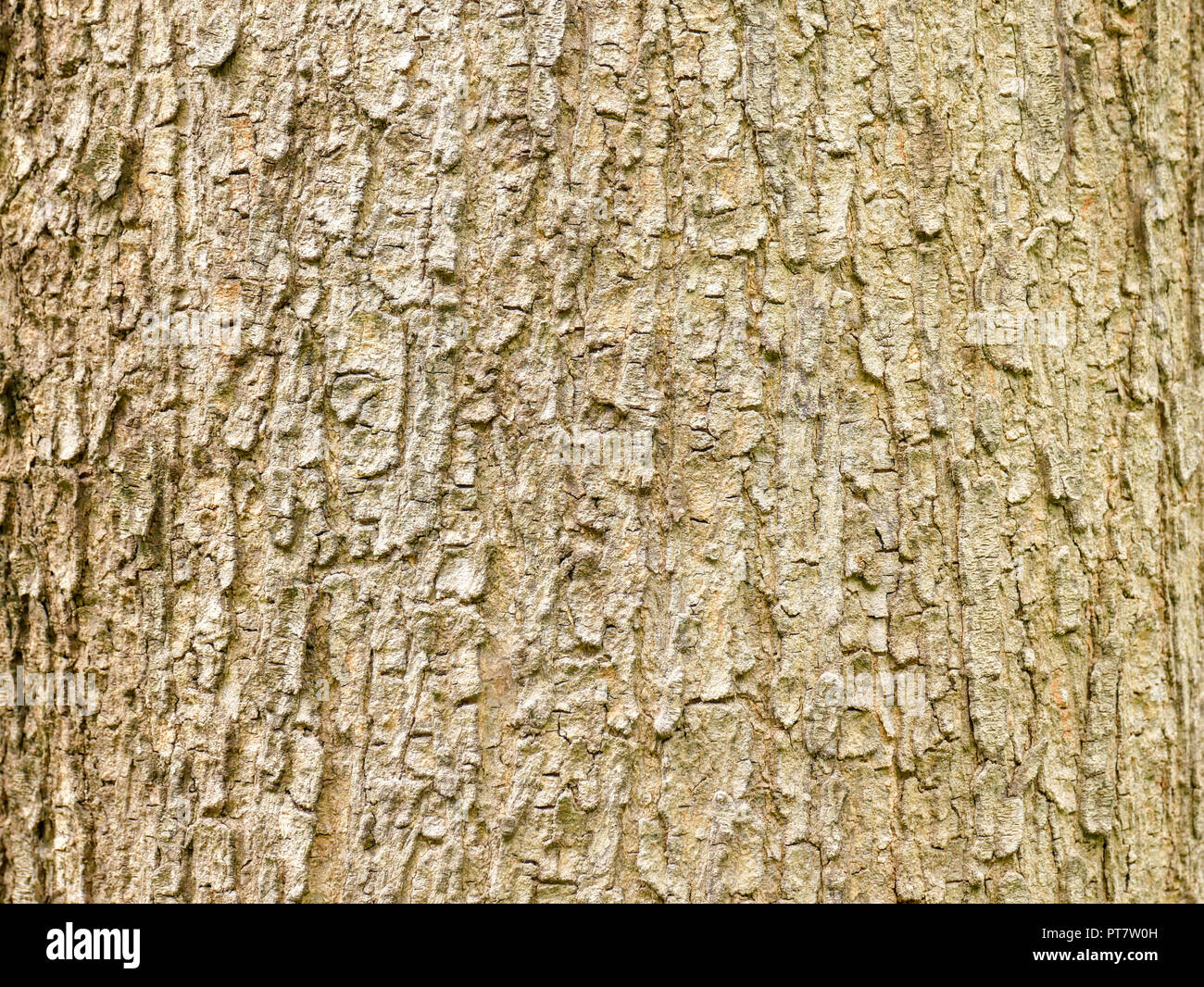 Tree bark wood texture abstract background Stock Photo - Alamy
