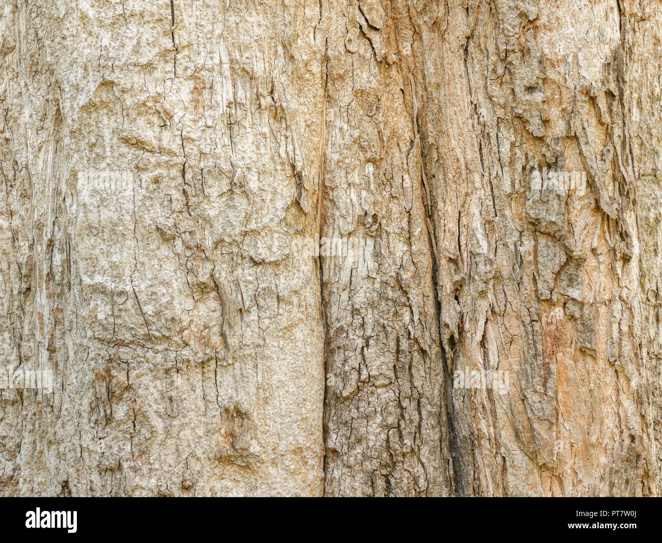 Tree bark wood texture abstract background Stock Photo - Alamy