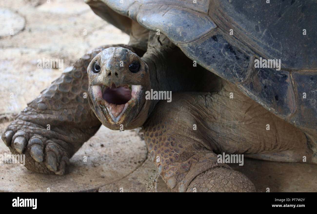 Tortoise mouth open hi-res stock photography and images - Alamy