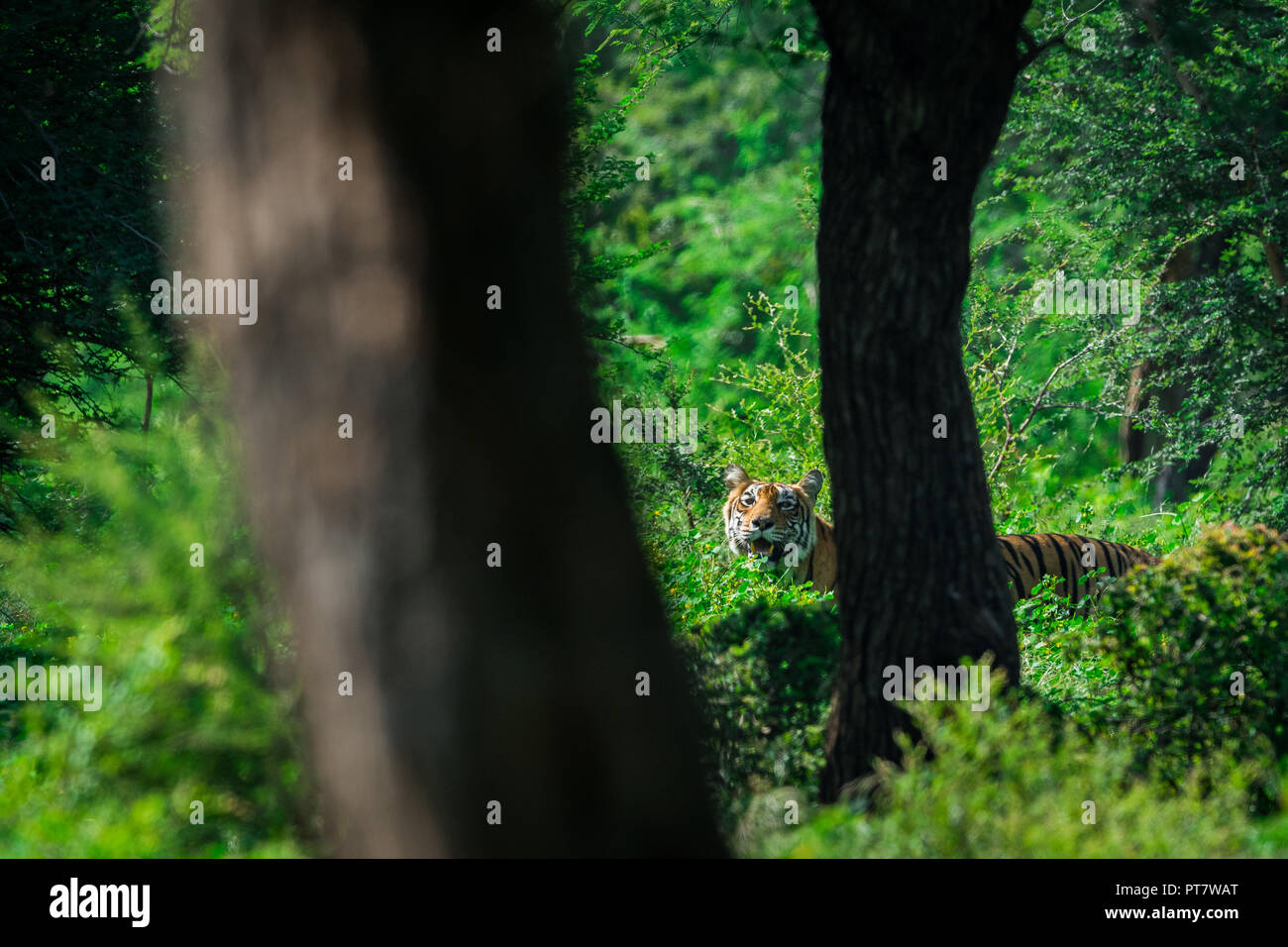 A tigress sighted in monsoon when forest is like green carpet at ...
