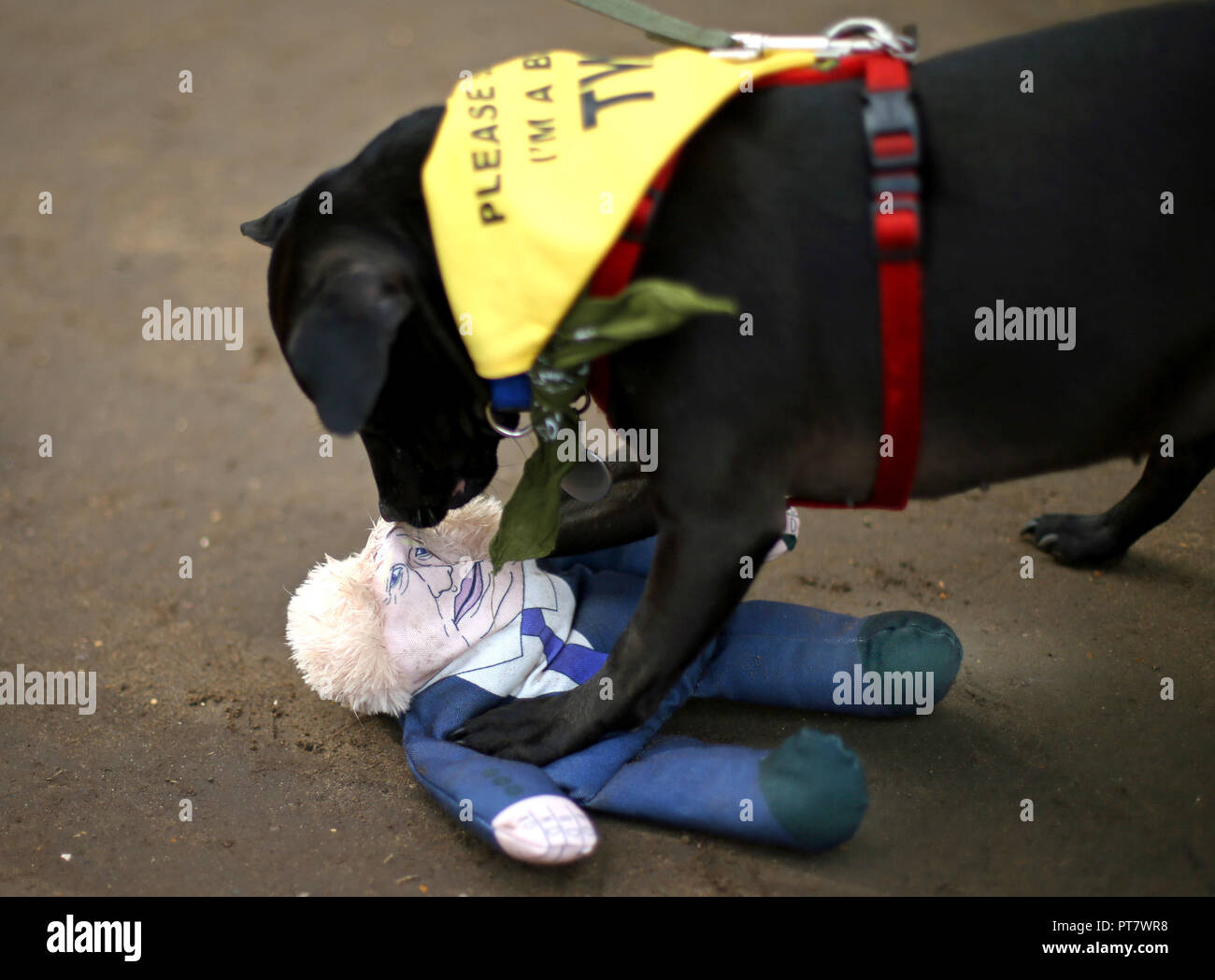 Boris the dog toy hi-res stock photography and images - Alamy