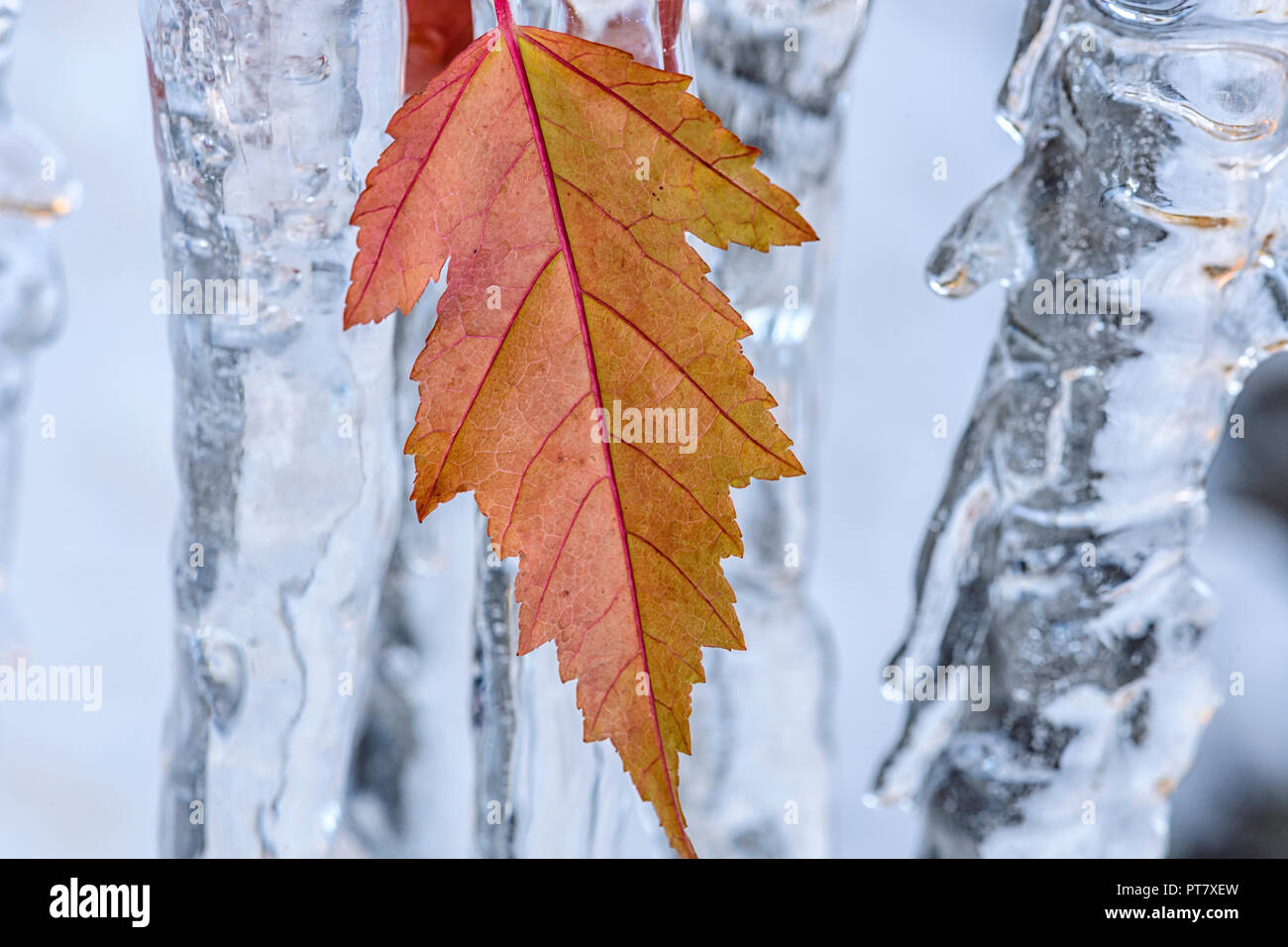 Ashleaf Maple High Resolution Stock Photography and Images - Alamy