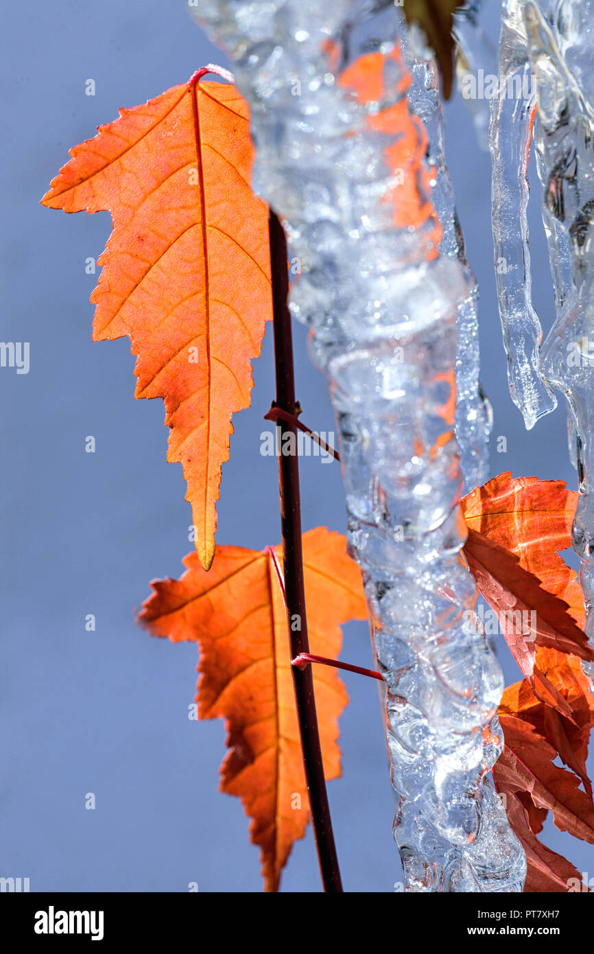 Ashleaf maple hi-res stock photography and images - Alamy