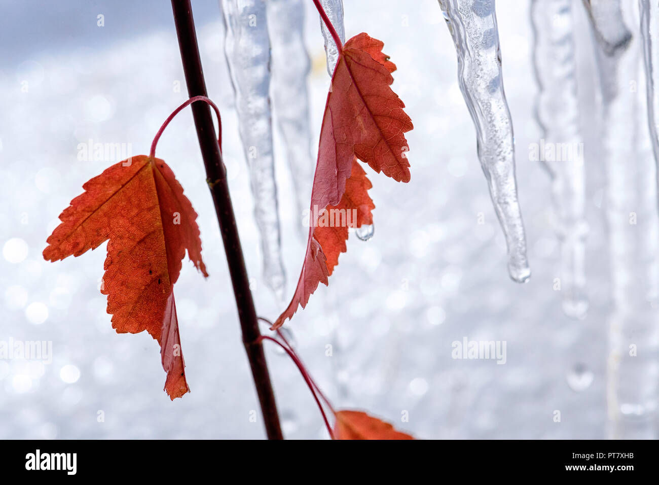 Box elder fall leaves hi-res stock photography and images - Alamy
