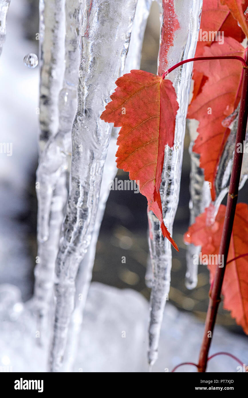 Box elder fall leaves hi-res stock photography and images - Alamy