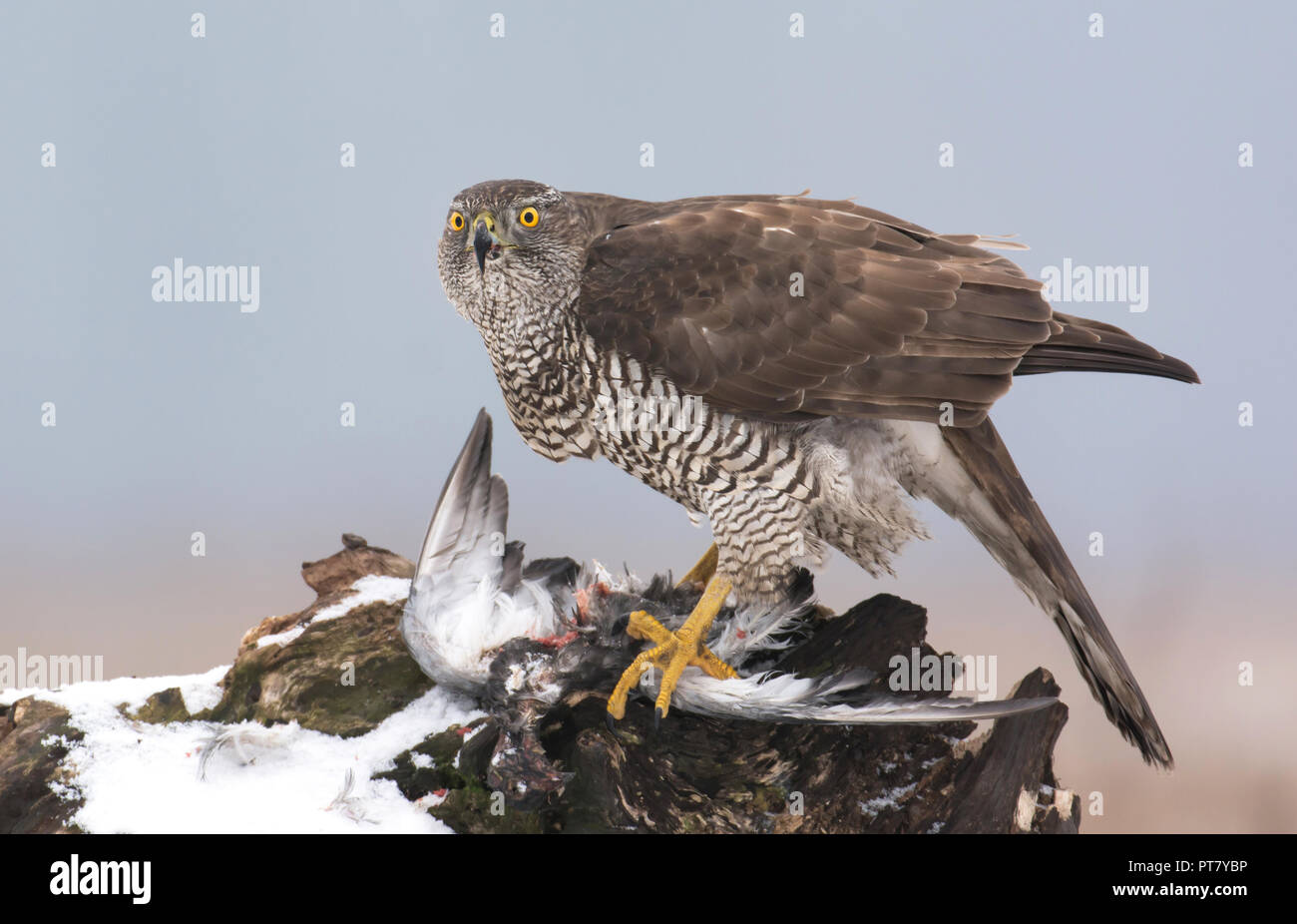 Northern goshawk pigeon hi-res stock photography and images - Alamy