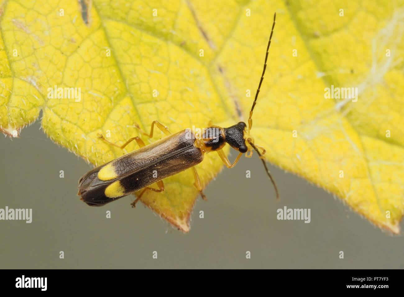 Dorsal view of Malthodes or Malthinus sp Soldier Beetle. Tipperary ...