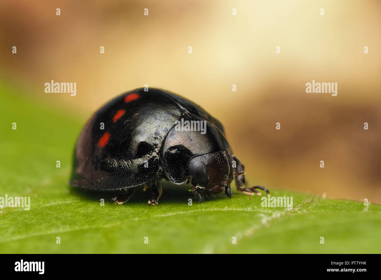 Heather ladybird crawling along leaf hi-res stock photography and ...