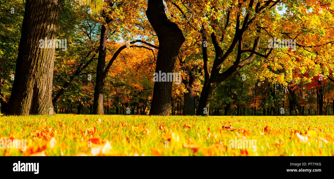 Fall trees with yellowed foliage in sunny October park lit by sunlight ...