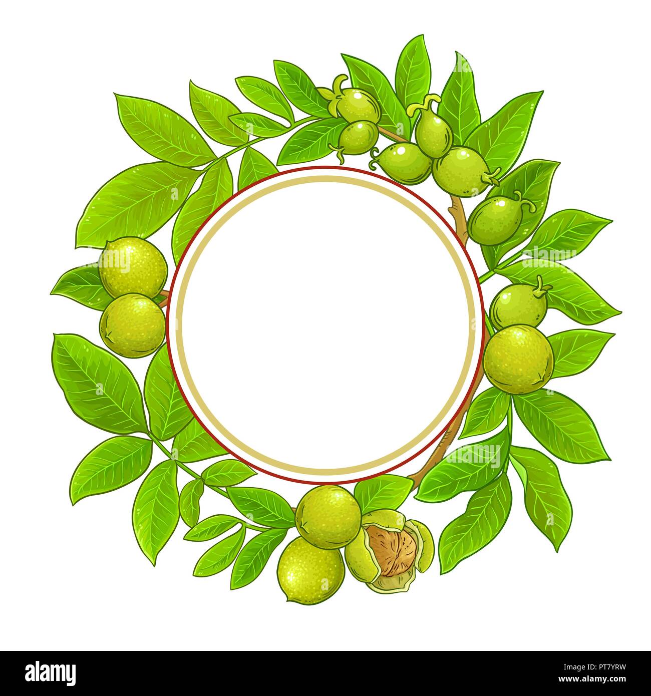 walnut vector frame on white background Stock Vector Image & Art - Alamy