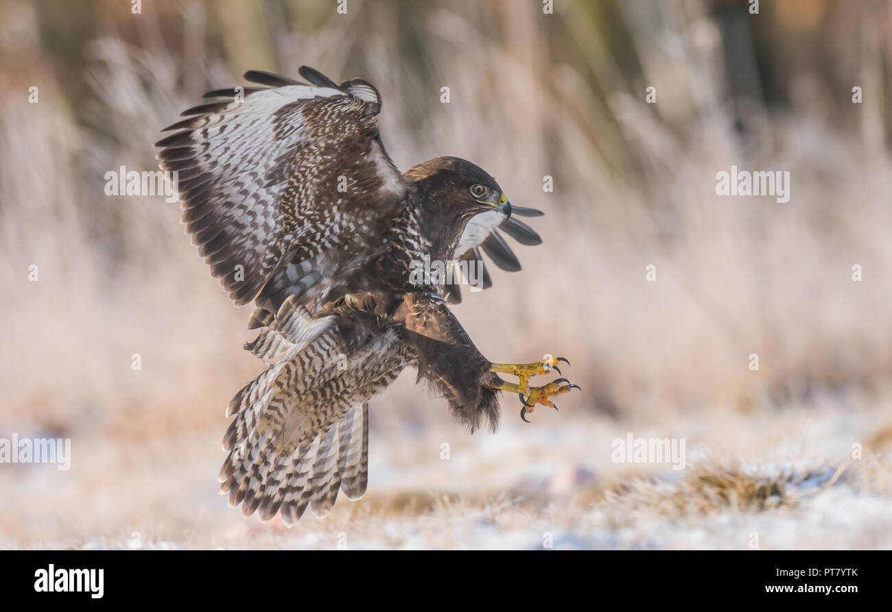 Common buzzard (Buteo buteo Stock Photo - Alamy