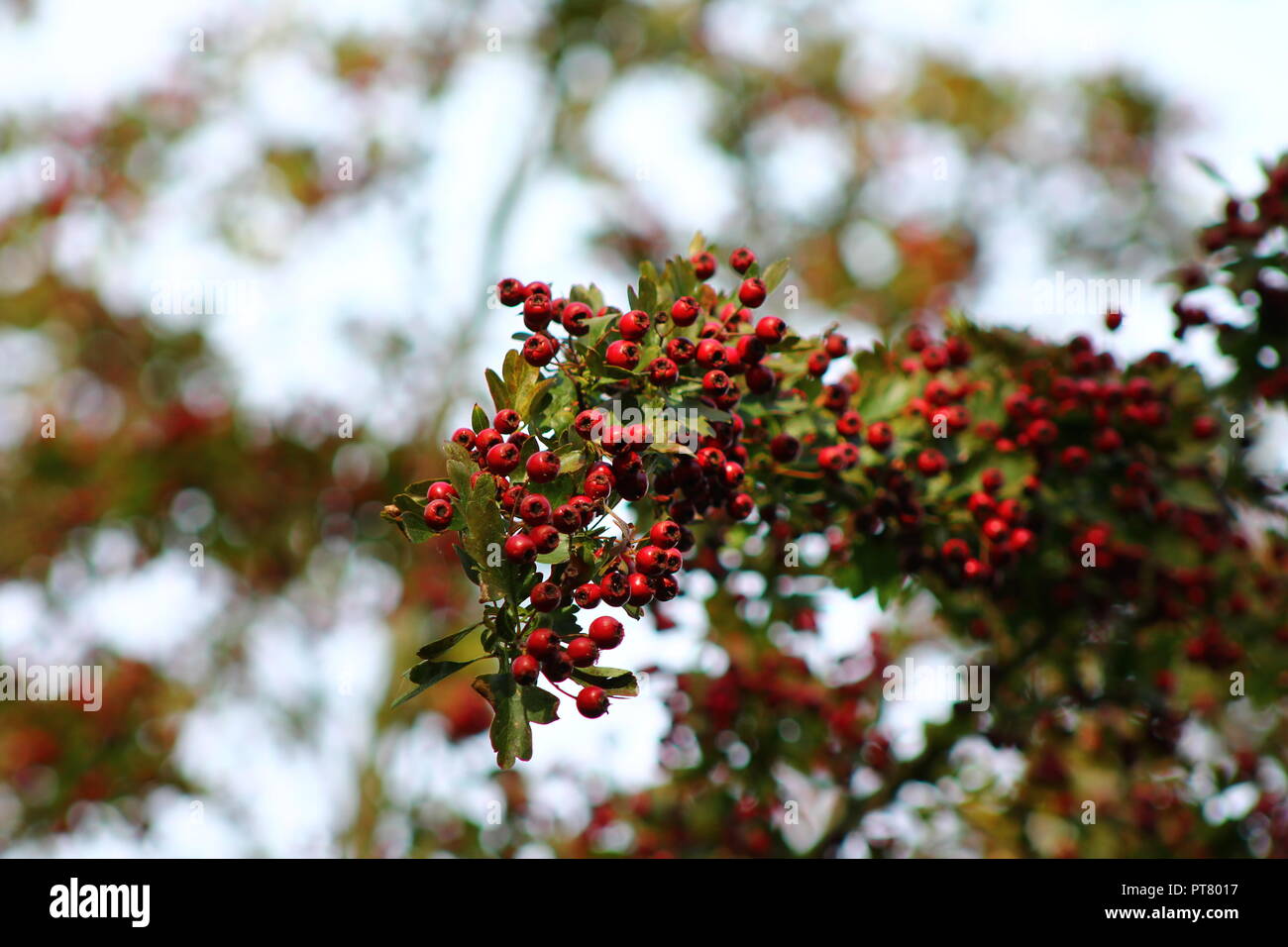 Red berries fall colors hi-res stock photography and images - Alamy