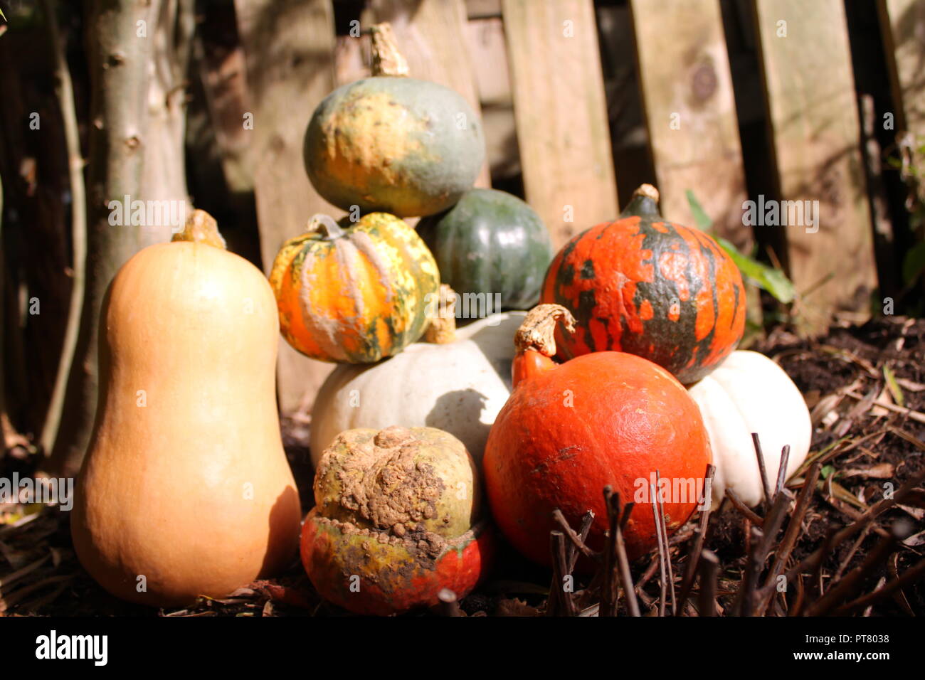 Pumpkin season hi-res stock photography and images - Alamy