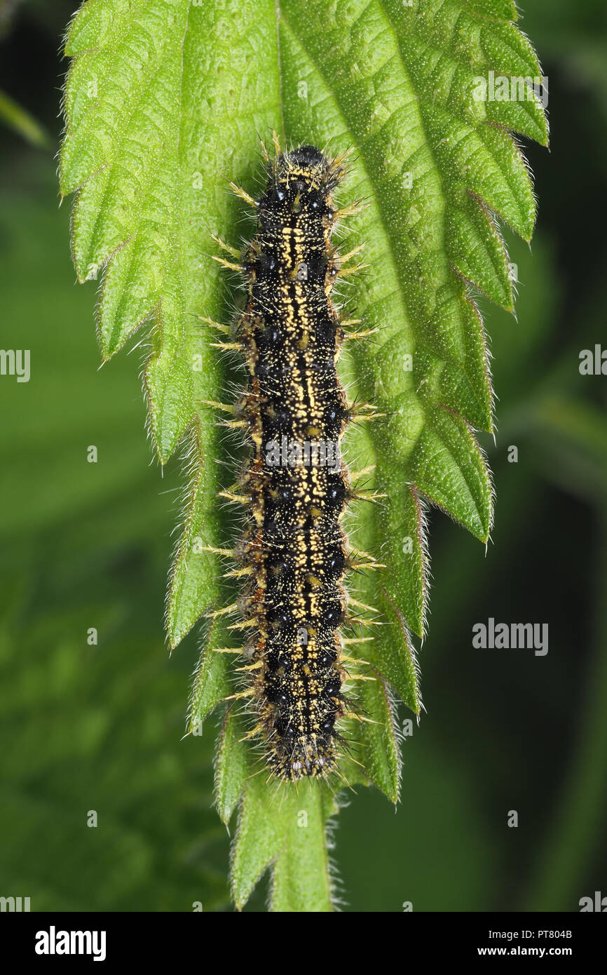Tortoiseshell butterfly caterpillar hi-res stock photography and images ...