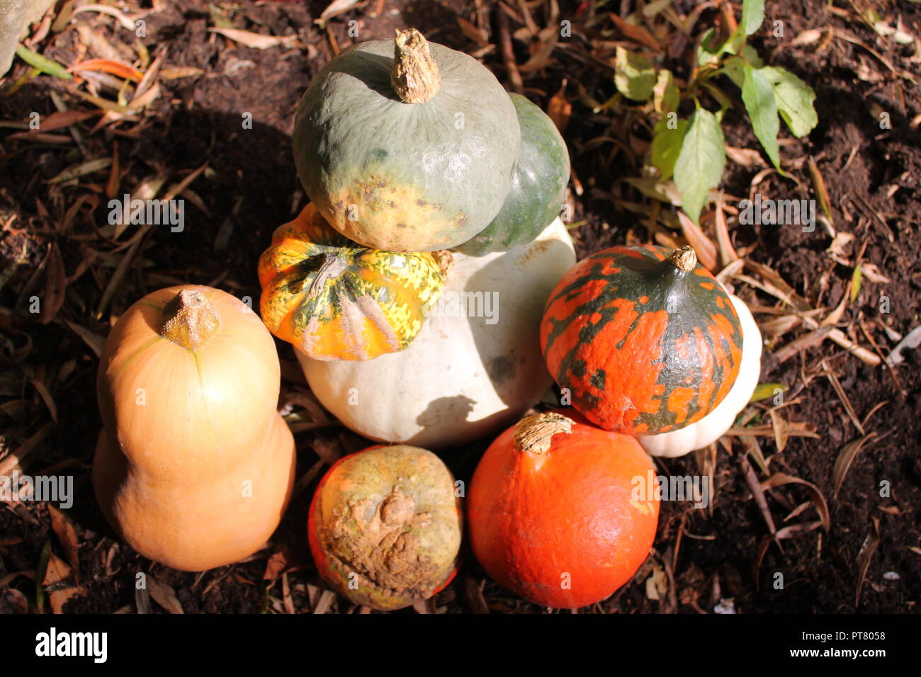 It's pumpkin season Stock Photo - Alamy