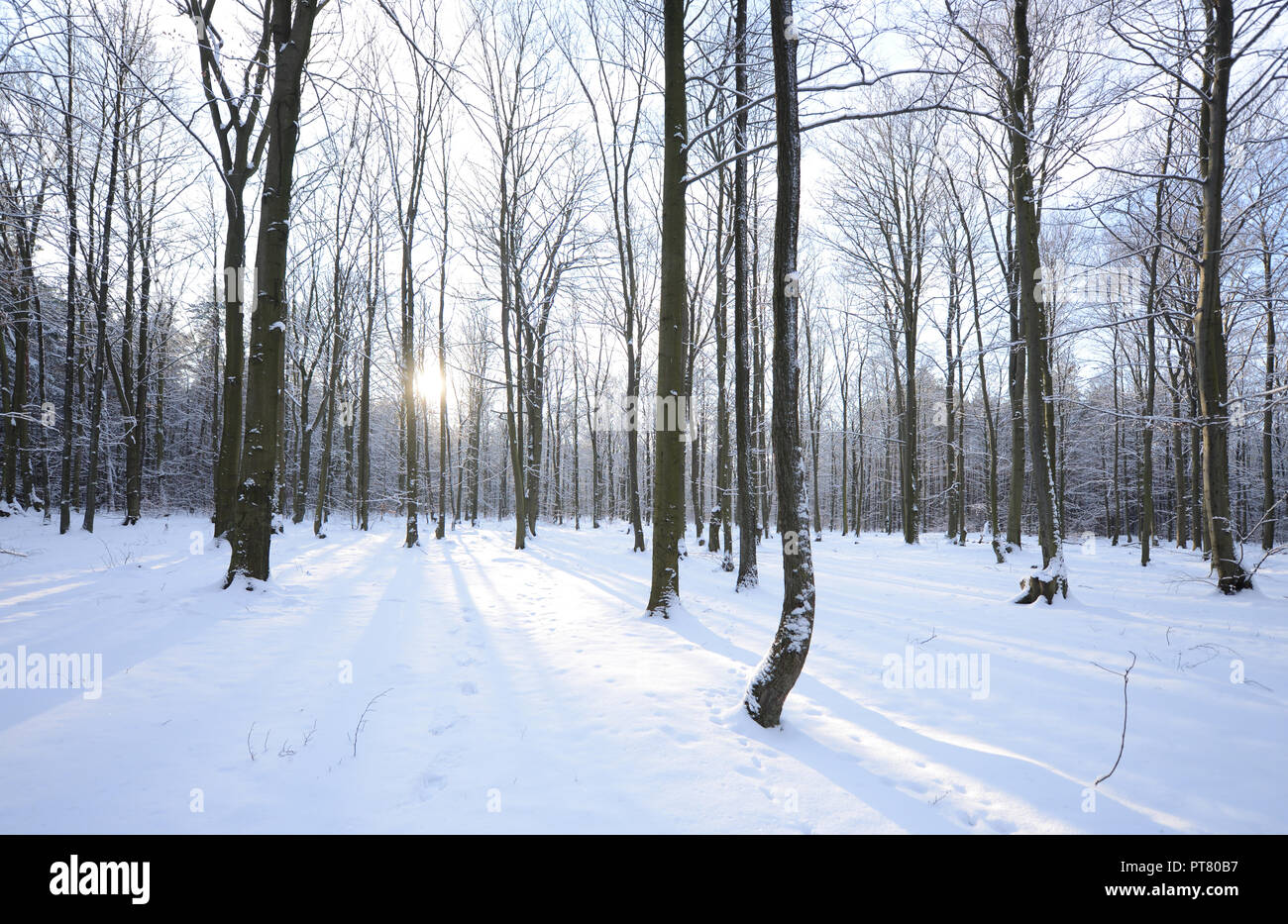 Winter in beech forest Stock Photo - Alamy