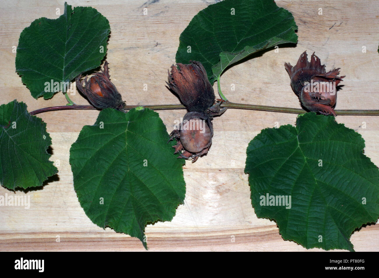 Hazel tree with fruits close-up Stock Photo - Alamy