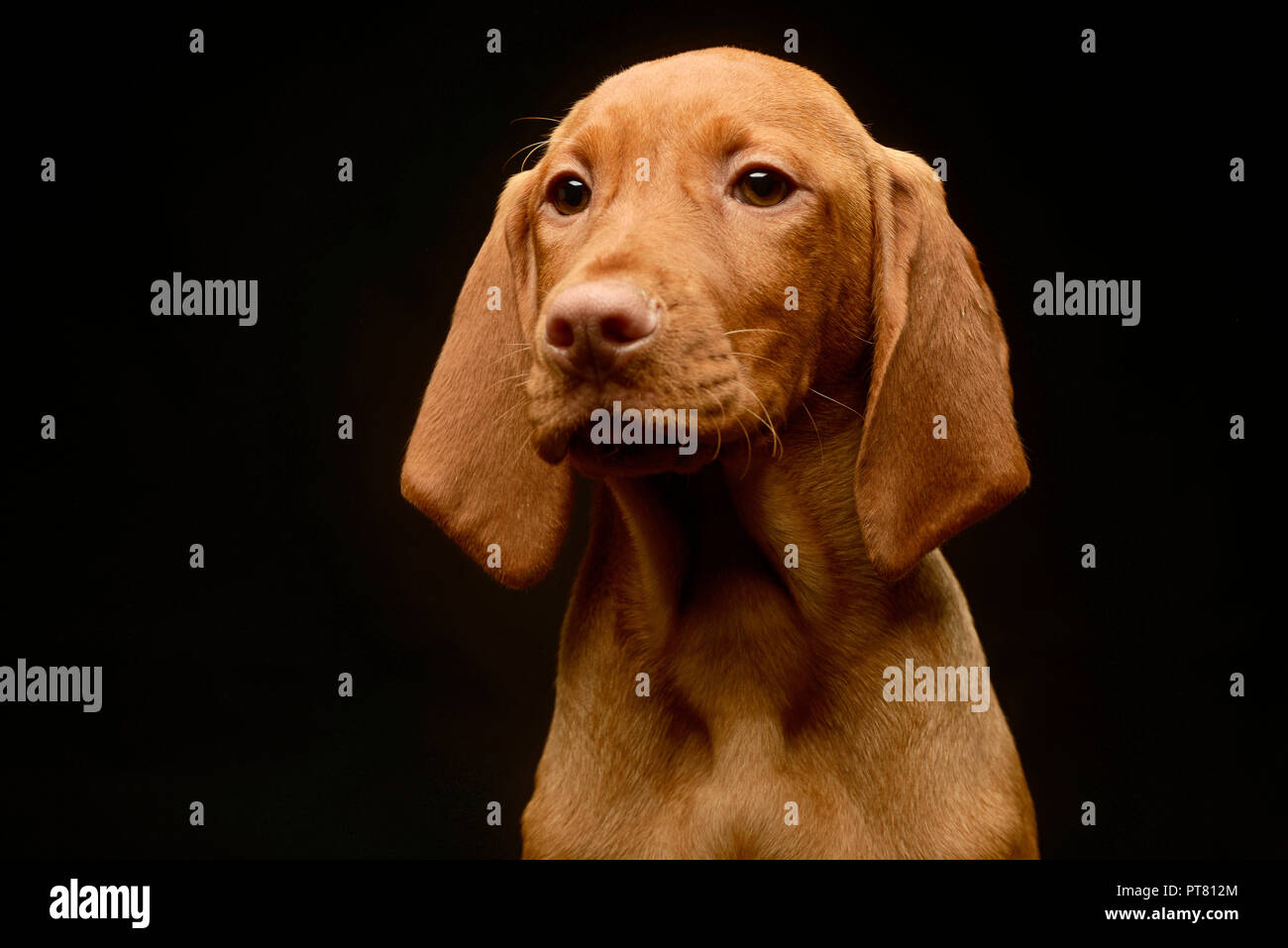 Very cute puppy hungarian Vizsla in the dark studio Stock Photo - Alamy