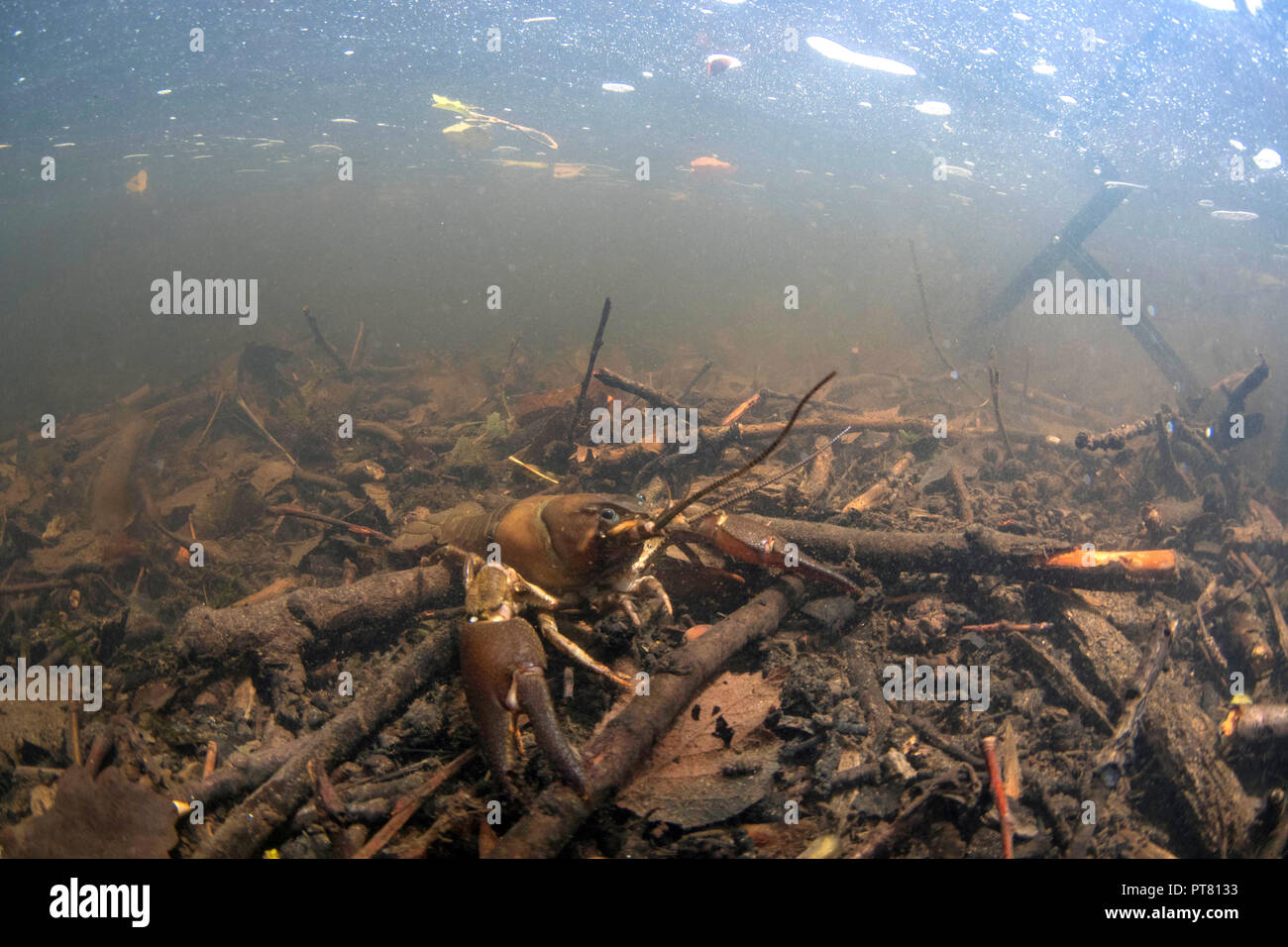 Invasive american signal crayfish hi-res stock photography and images ...
