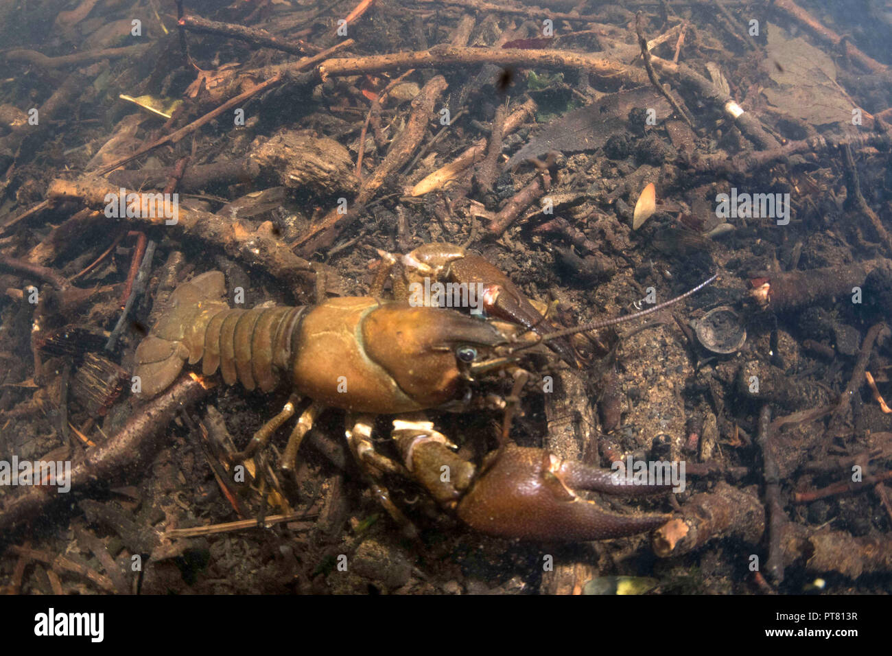 Invasive american signal crayfish hi-res stock photography and images ...