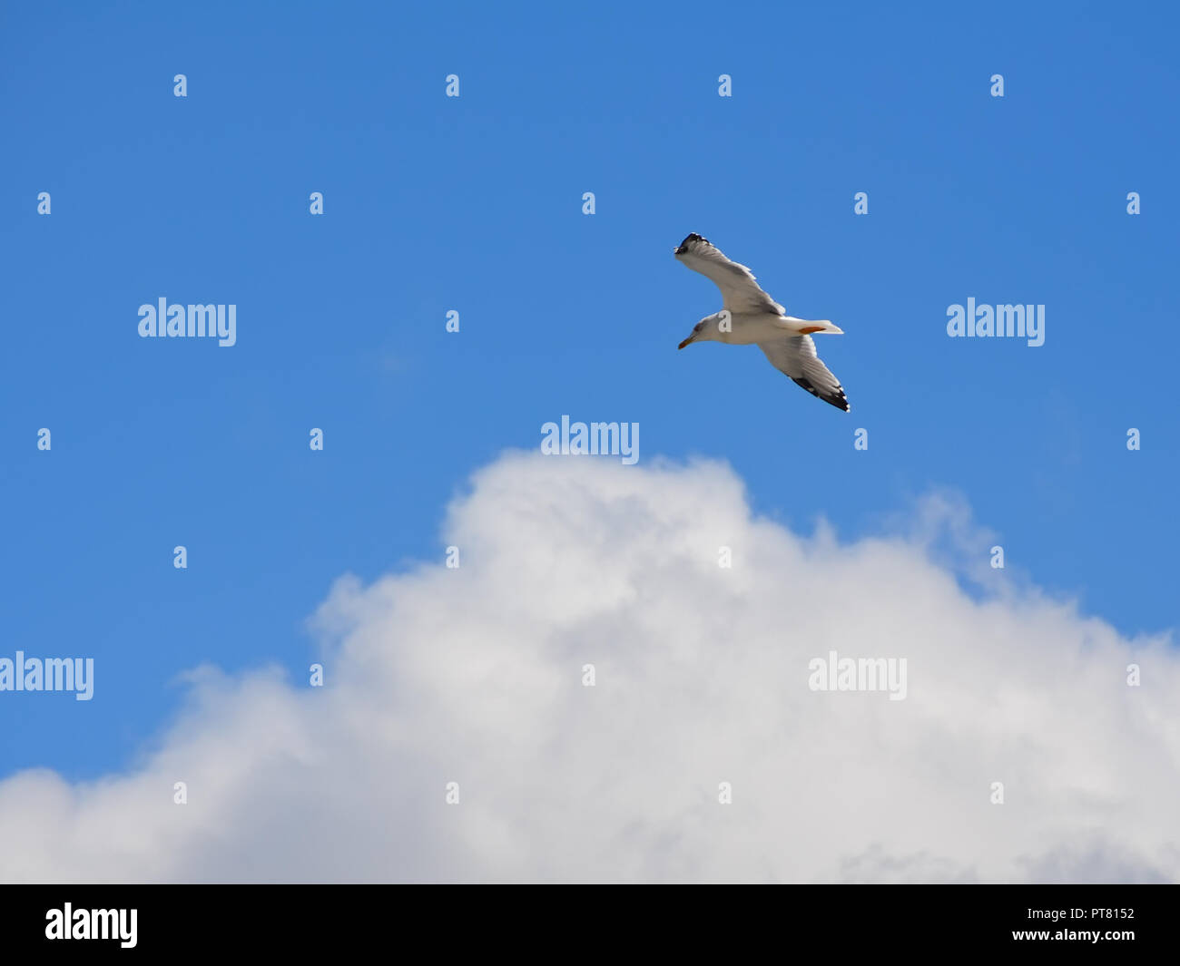 Float in the air hi-res stock photography and images - Alamy