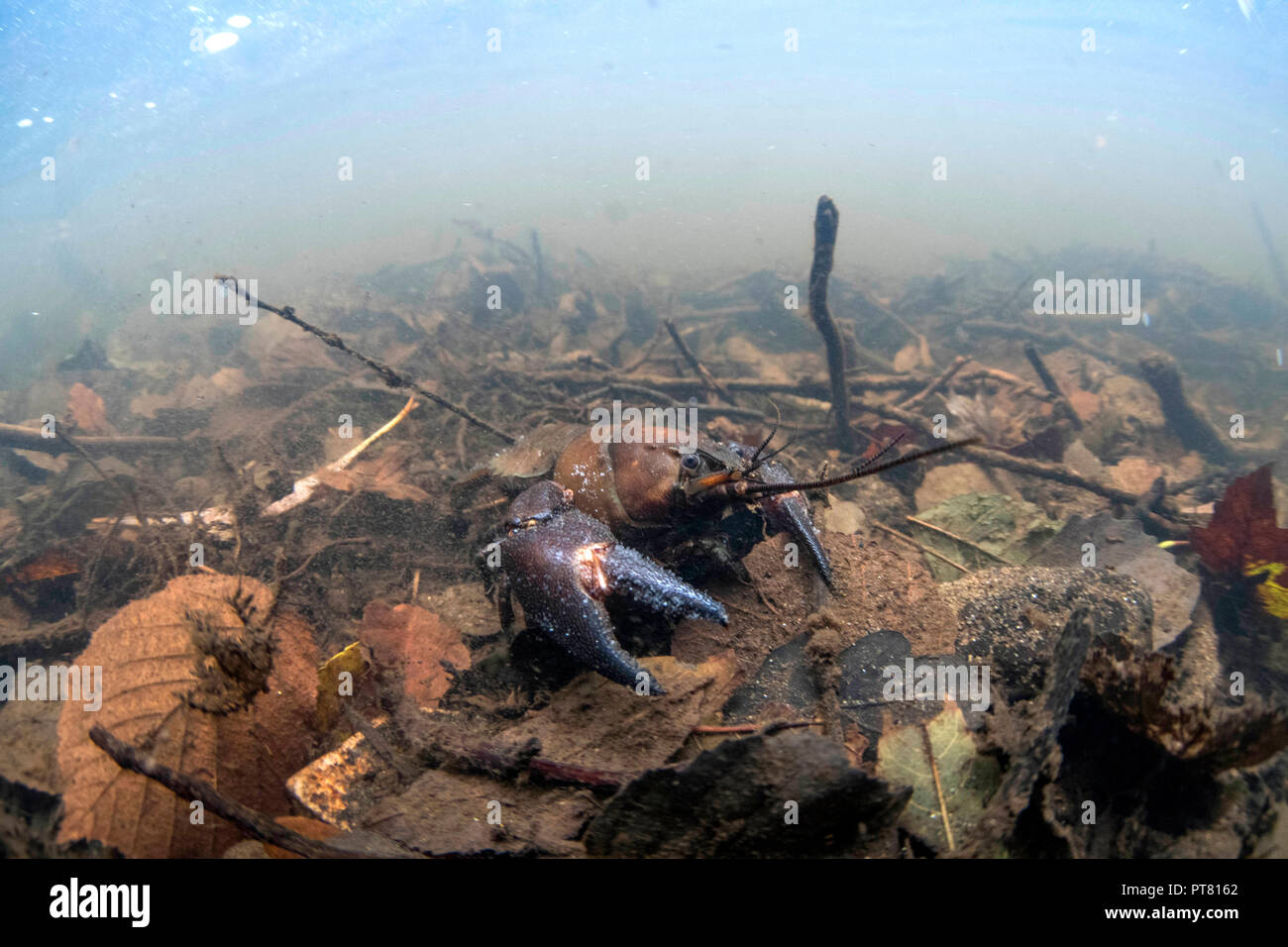 American signal crayfish in derbyshire derwent Stock Photo - Alamy