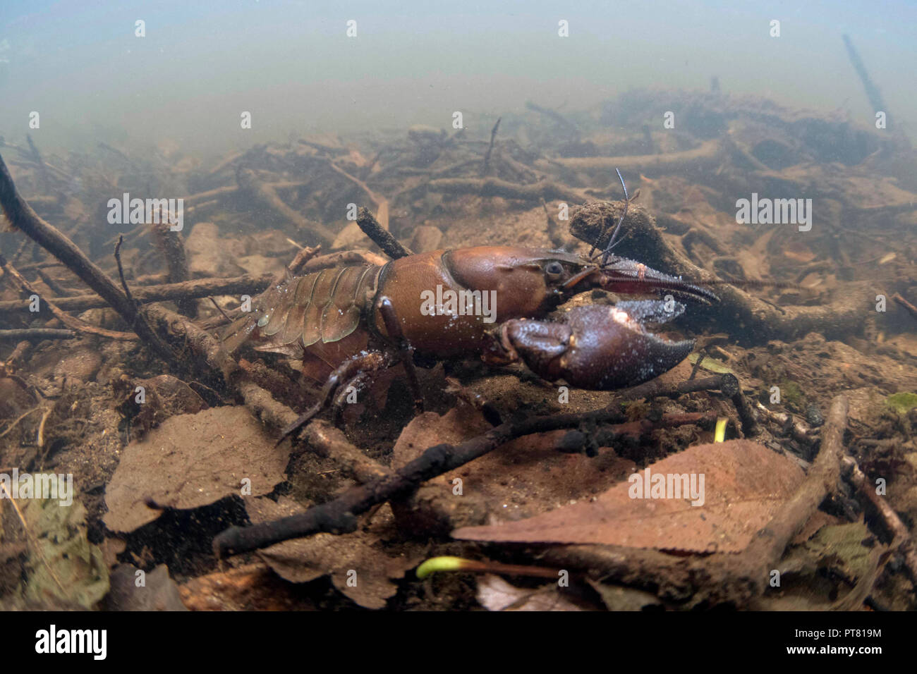 American signal crayfish hi-res stock photography and images - Alamy