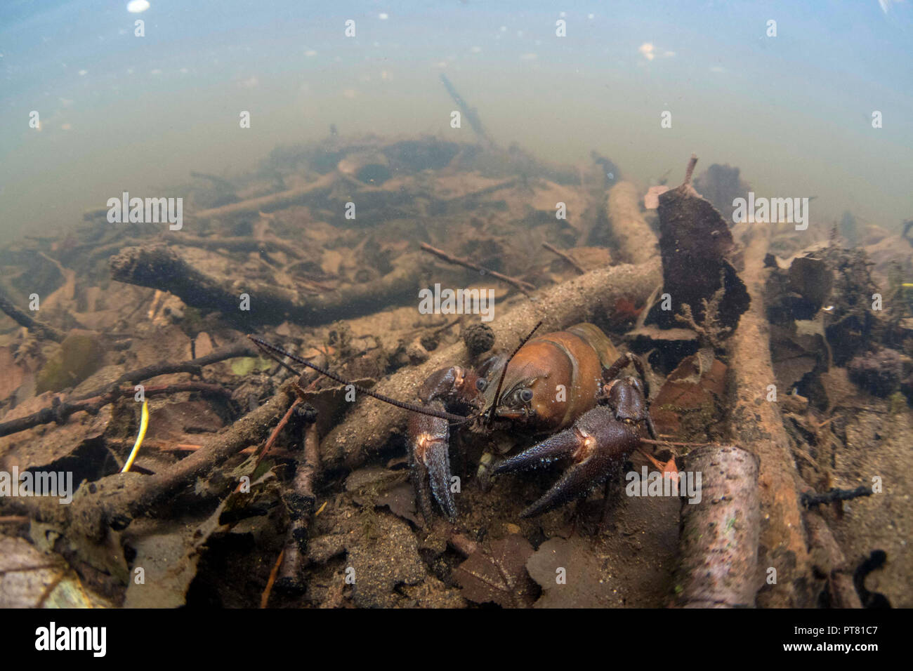 American signal crayfish hi-res stock photography and images - Alamy