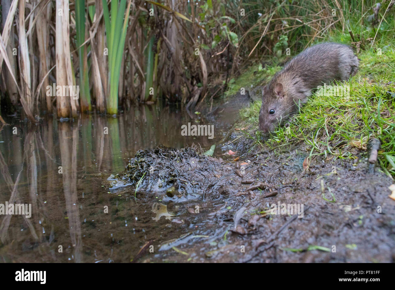 Brown rat by river bank Stock Photo - Alamy