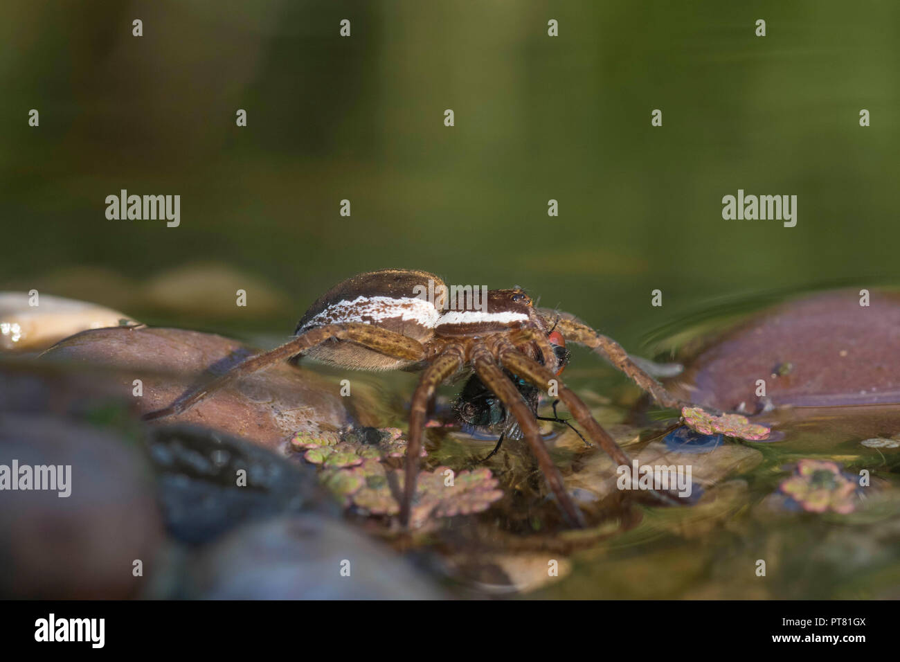 Raft spider female Stock Photo - Alamy