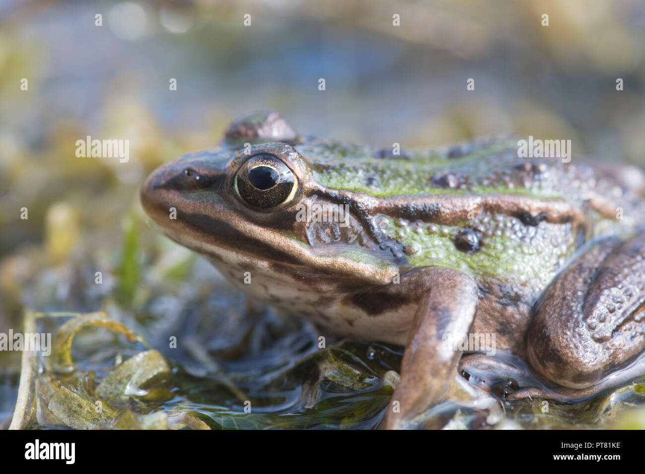 Pool frog france hi-res stock photography and images - Alamy