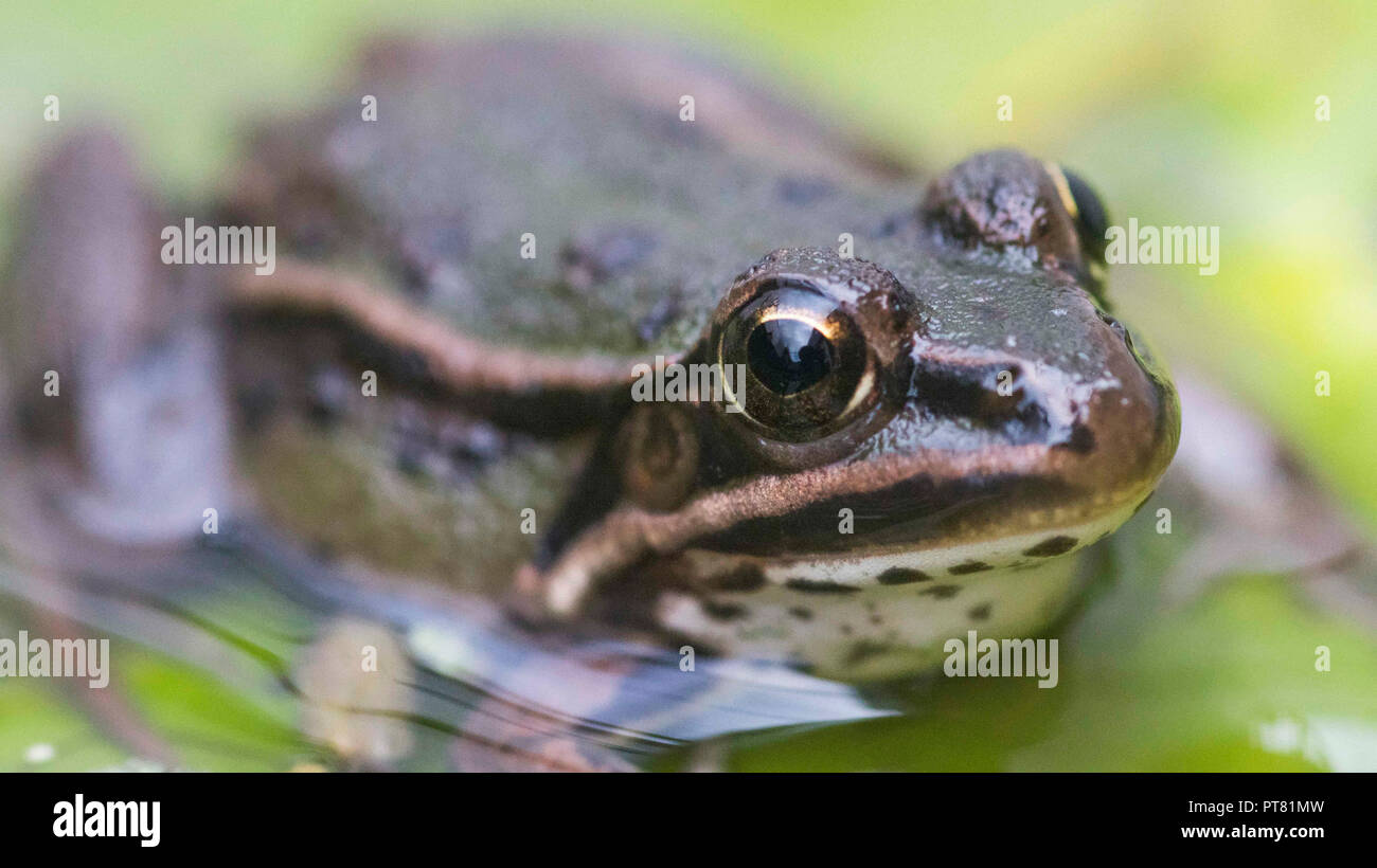 Pool frog france hi-res stock photography and images - Alamy