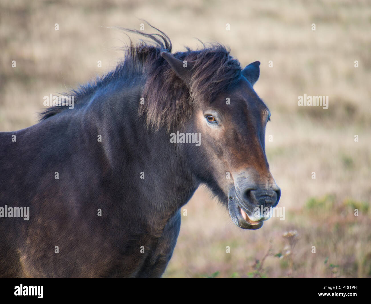 Exmoor pony eye hi-res stock photography and images - Alamy