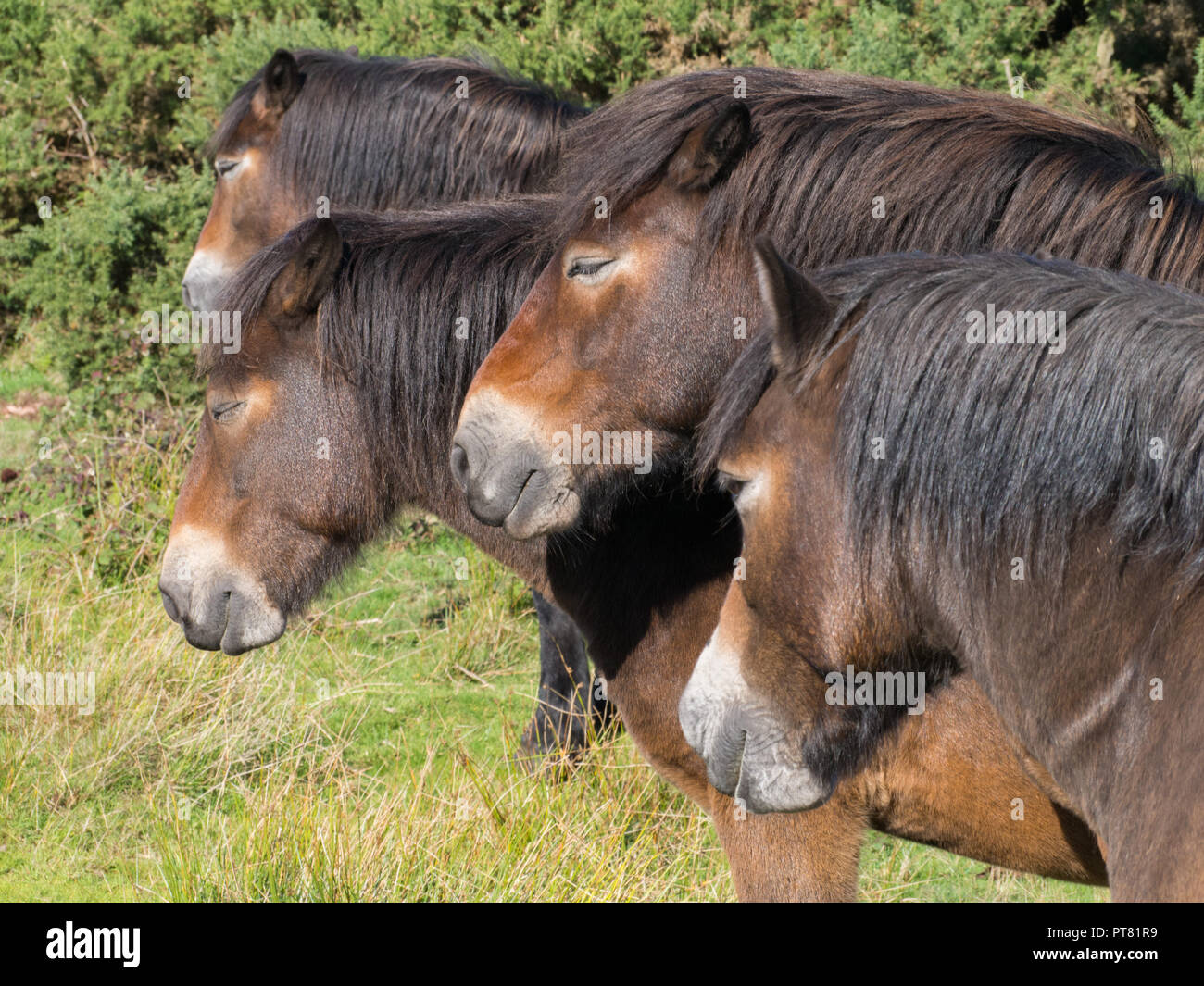 Exmoor ponies moorland hi-res stock photography and images - Alamy