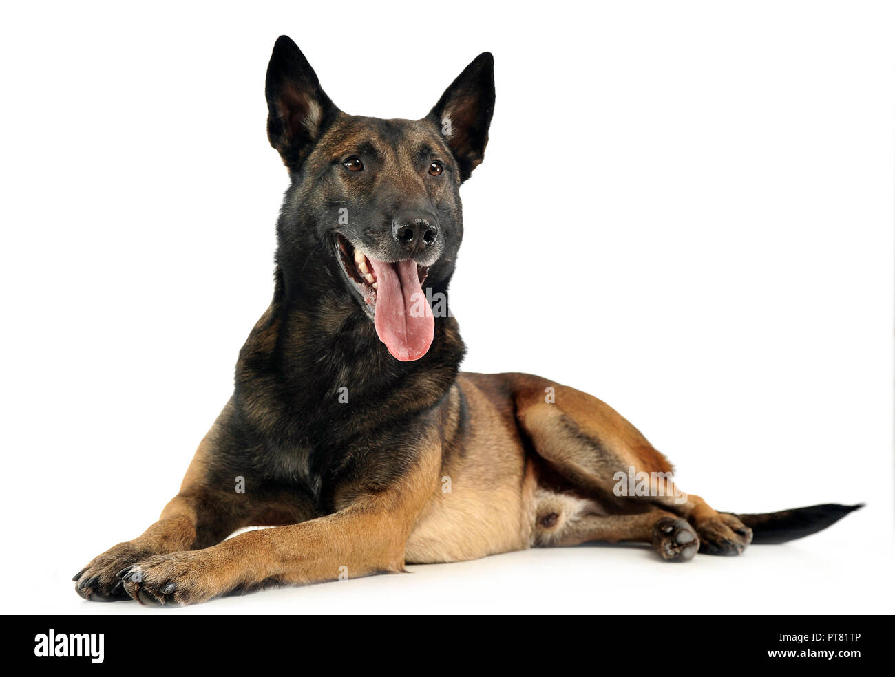 Belgian malinois Cut Out Stock Images & Pictures - Alamy