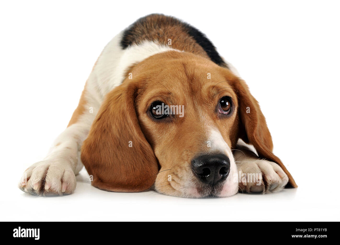 Beagle relaxing in the white background Stock Photo - Alamy