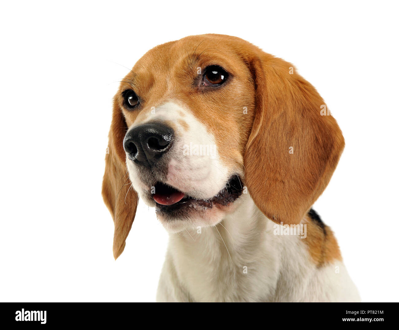 Beagle portrait in the white background Stock Photo - Alamy