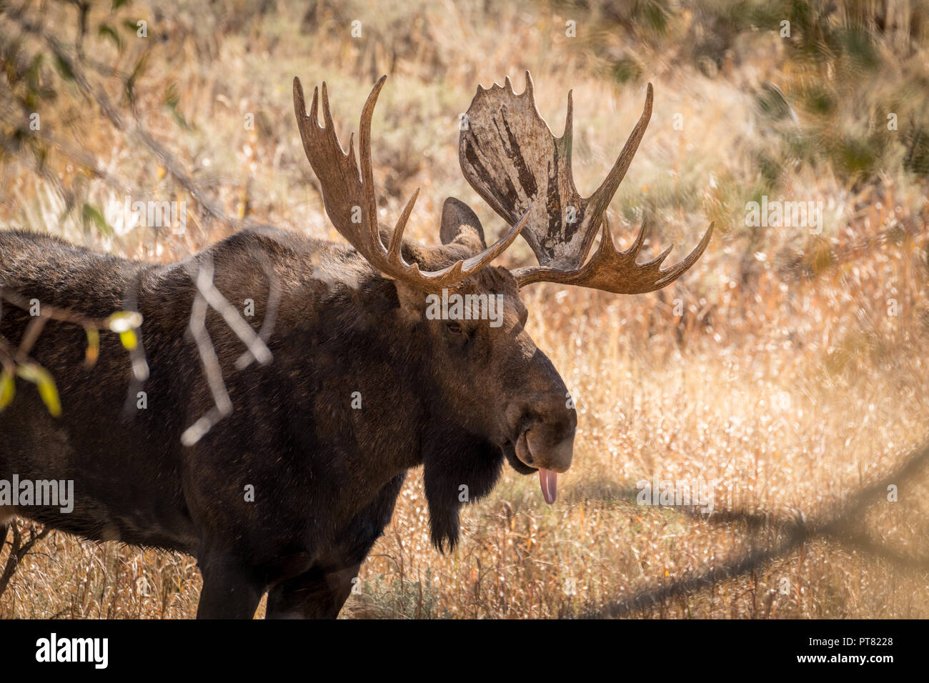 Wild Moose in nature with a large rack of antlers and his tong hanging ...
