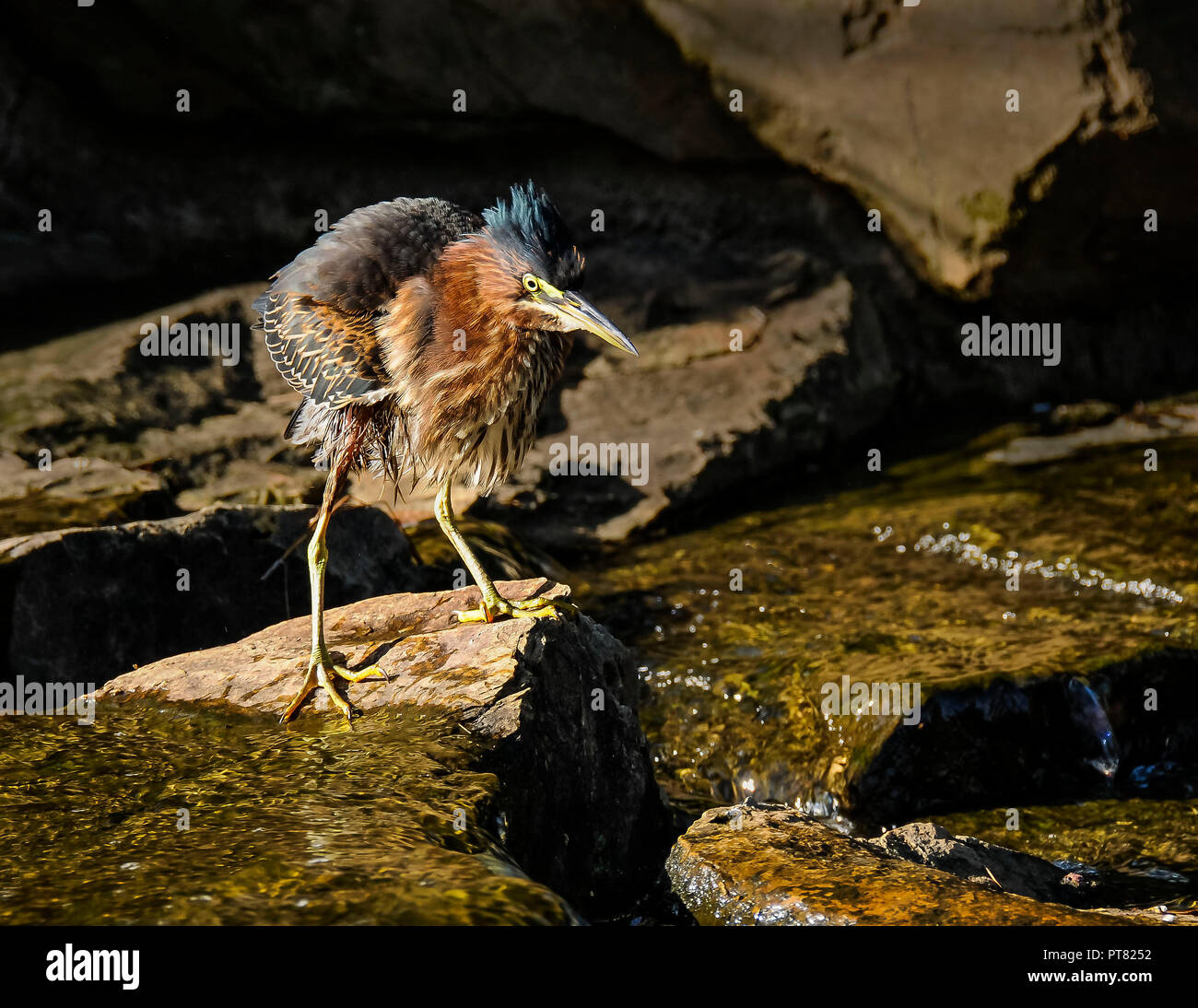 Heron rock and water hi-res stock photography and images - Alamy