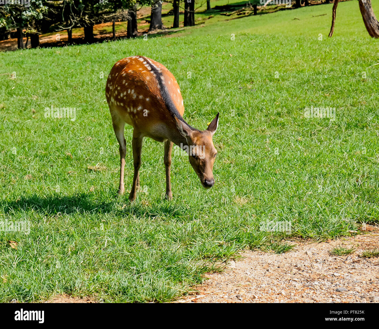 Roe deer field sunrise hi-res stock photography and images - Alamy