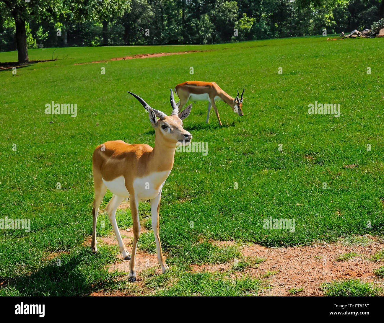 Gazelle standing in a field of grass Stock Photo - Alamy
