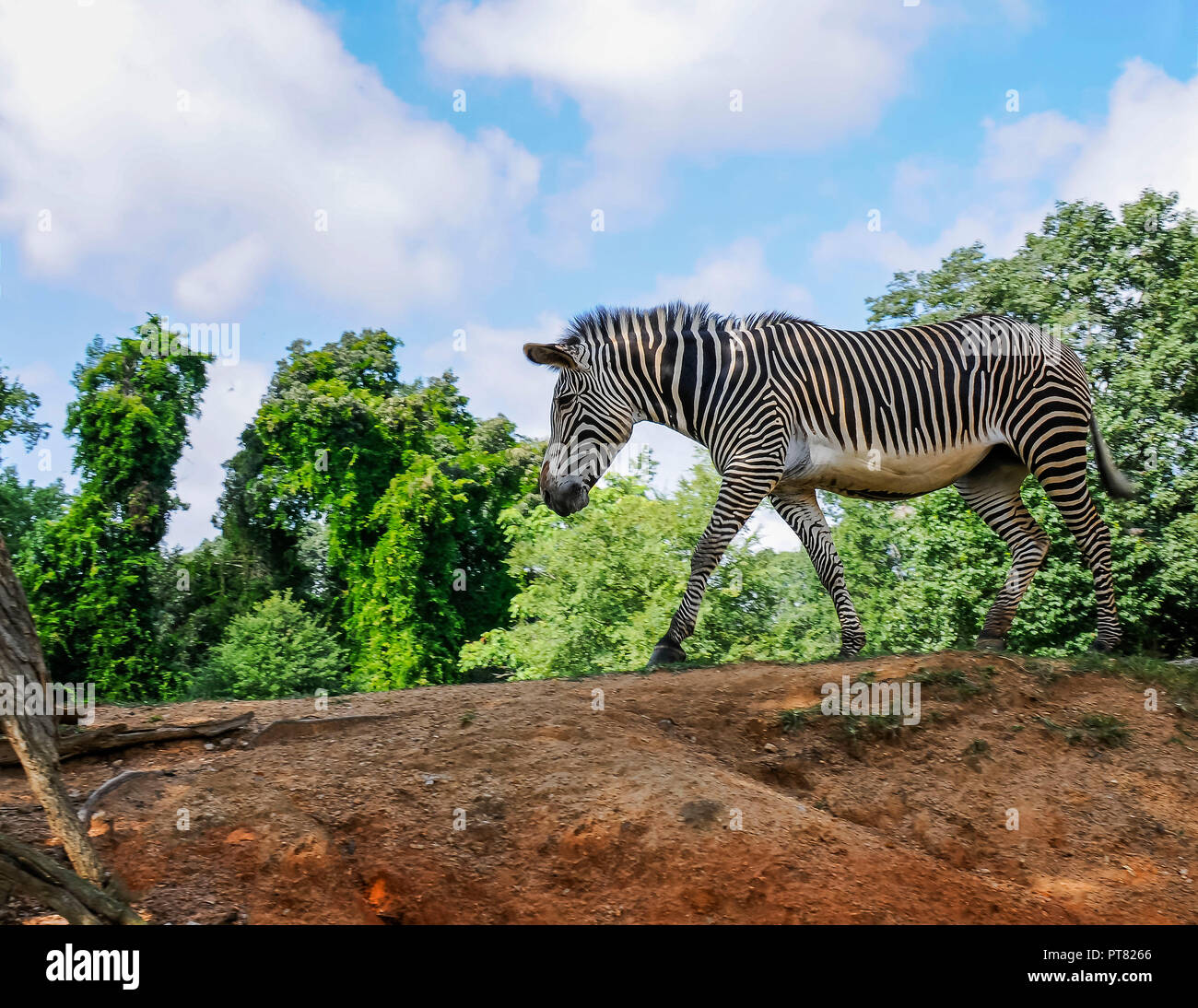 Zebra walking hi-res stock photography and images - Alamy