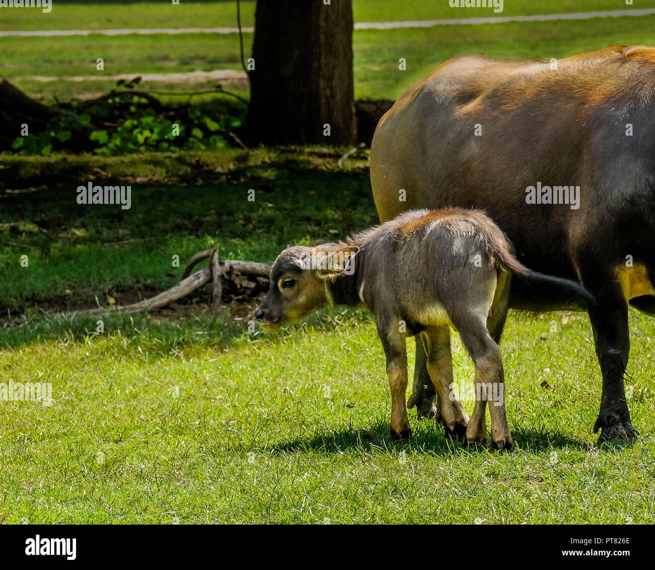 Calves play cow hi-res stock photography and images - Alamy