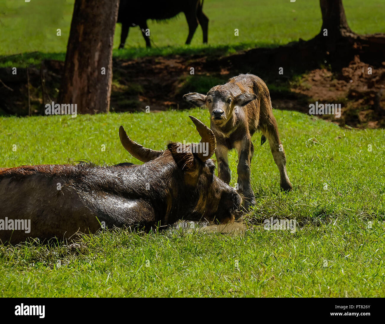 Calves play cow hi-res stock photography and images - Alamy
