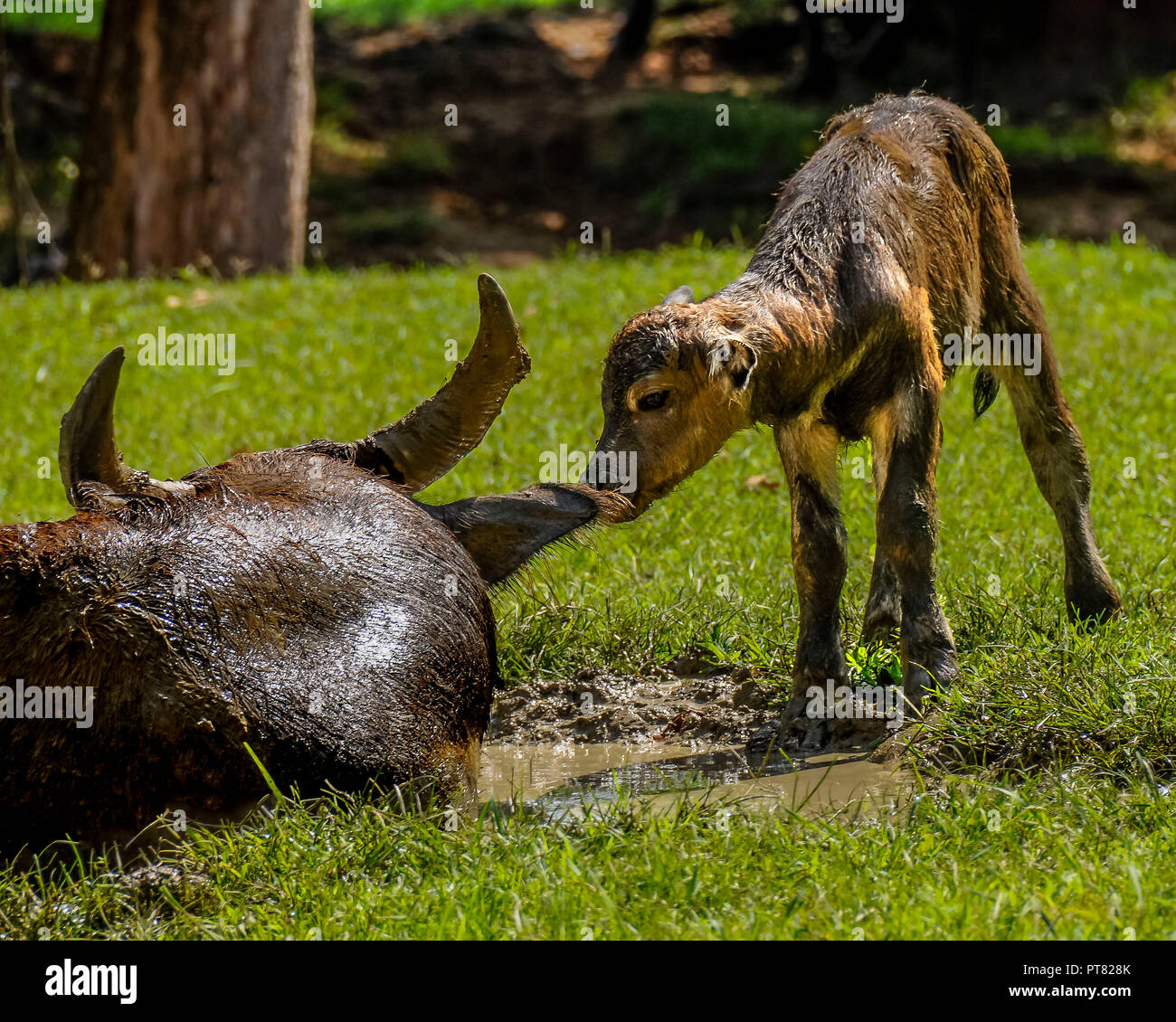 Calf cattle play hi-res stock photography and images - Alamy