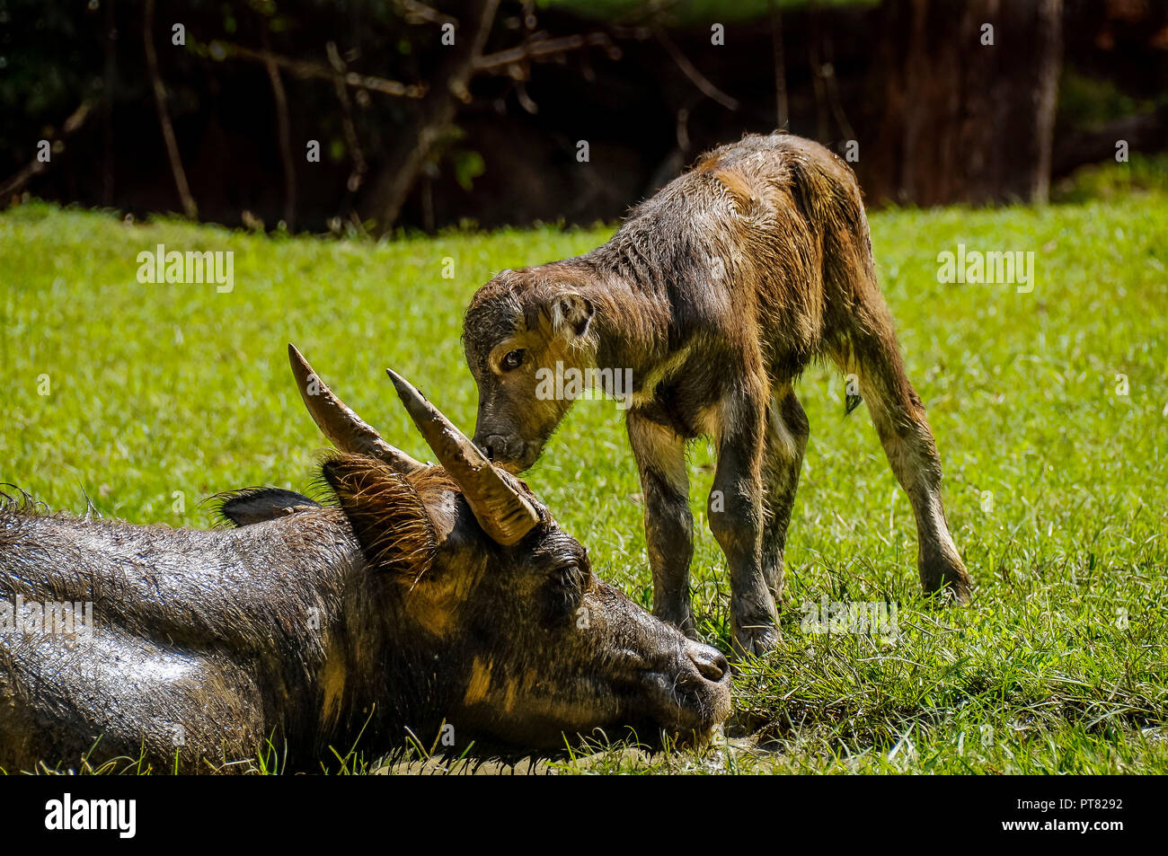 Two calves play while a cow watches Stock Photo - Alamy