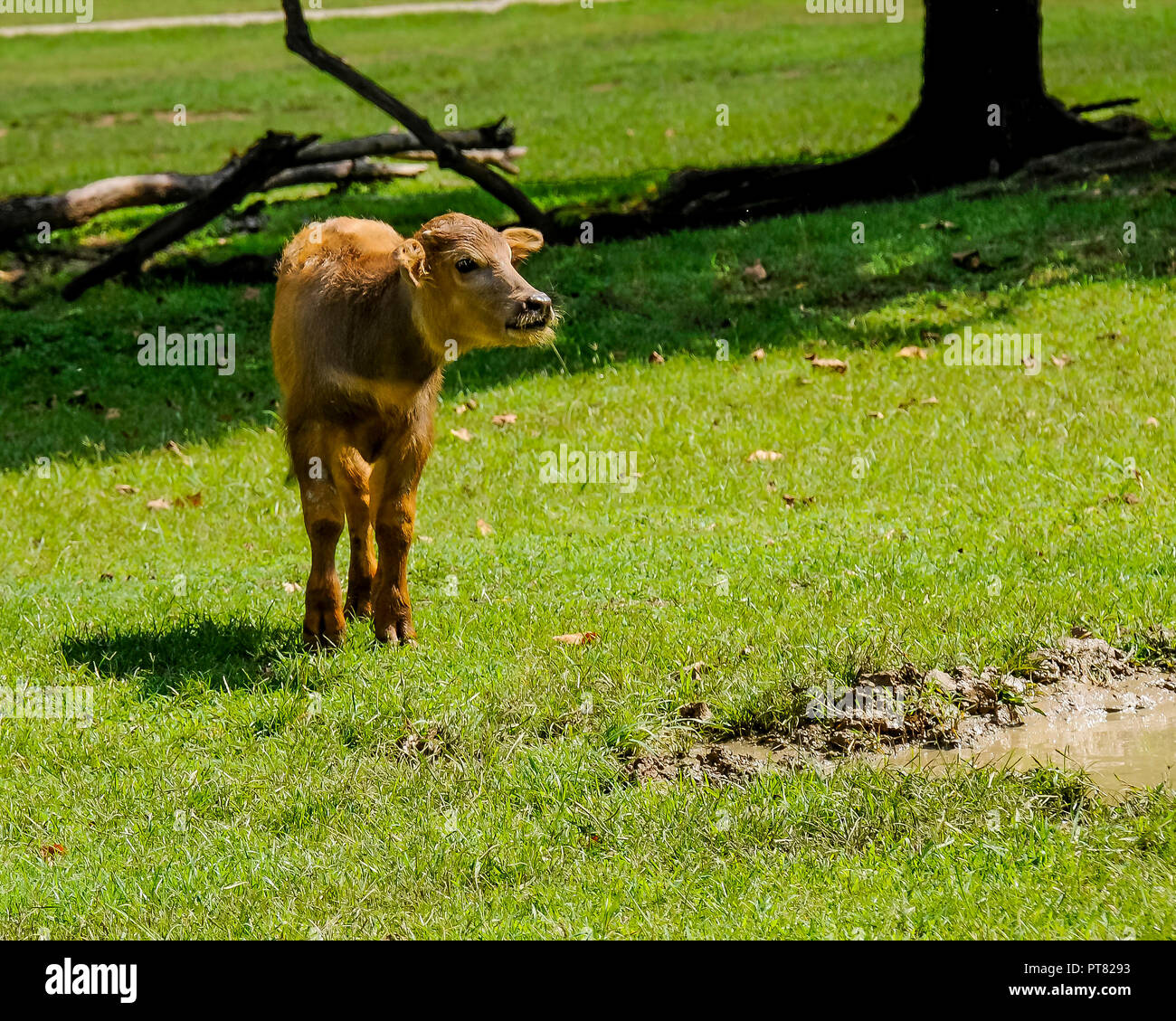 Two calves play while a cow watches Stock Photo - Alamy