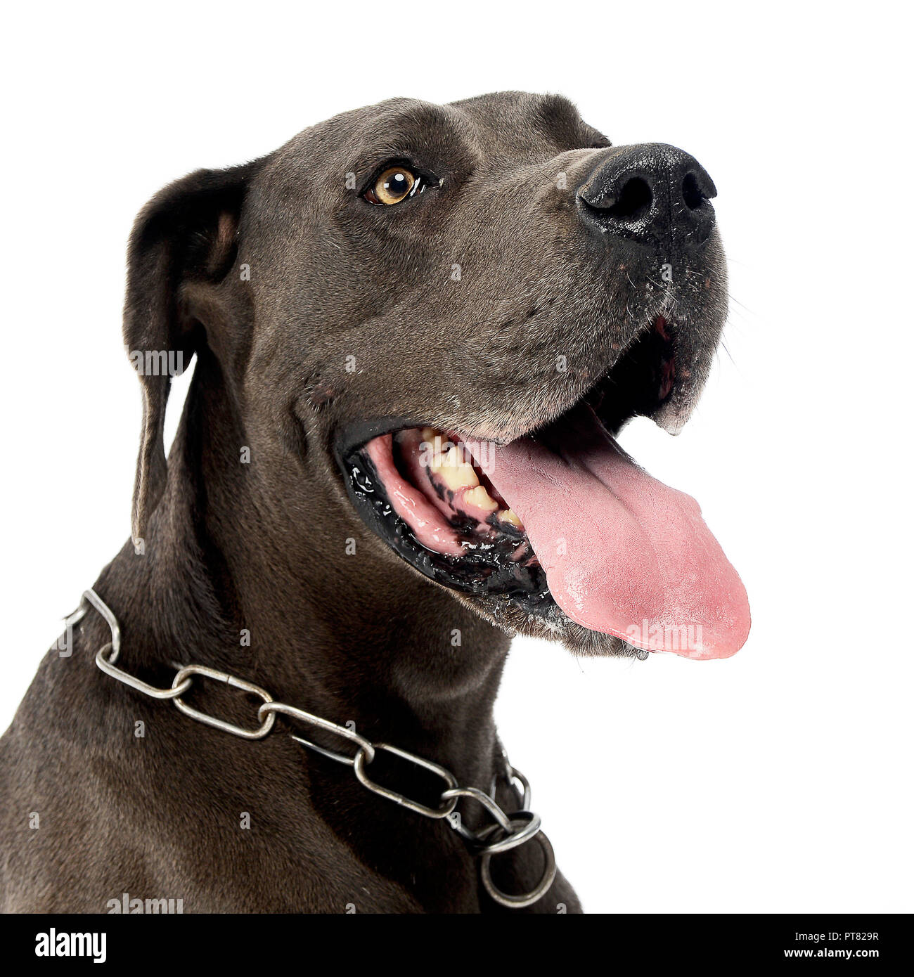 Deutsche Dogge High Resolution Stock Photography and Images - Alamy