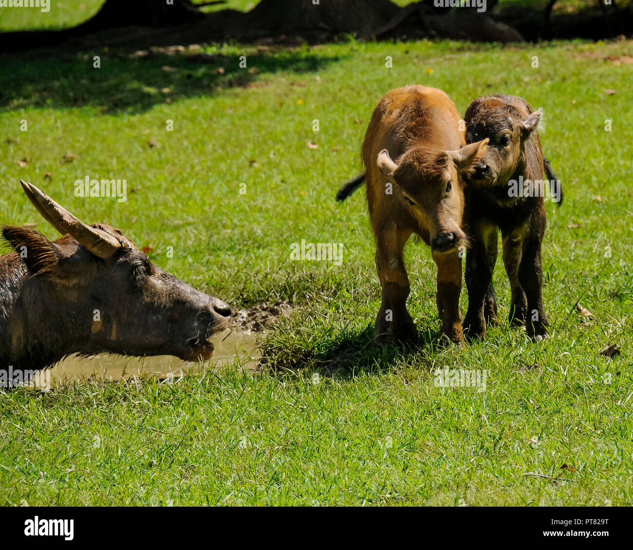 Calf cattle play hi-res stock photography and images - Alamy