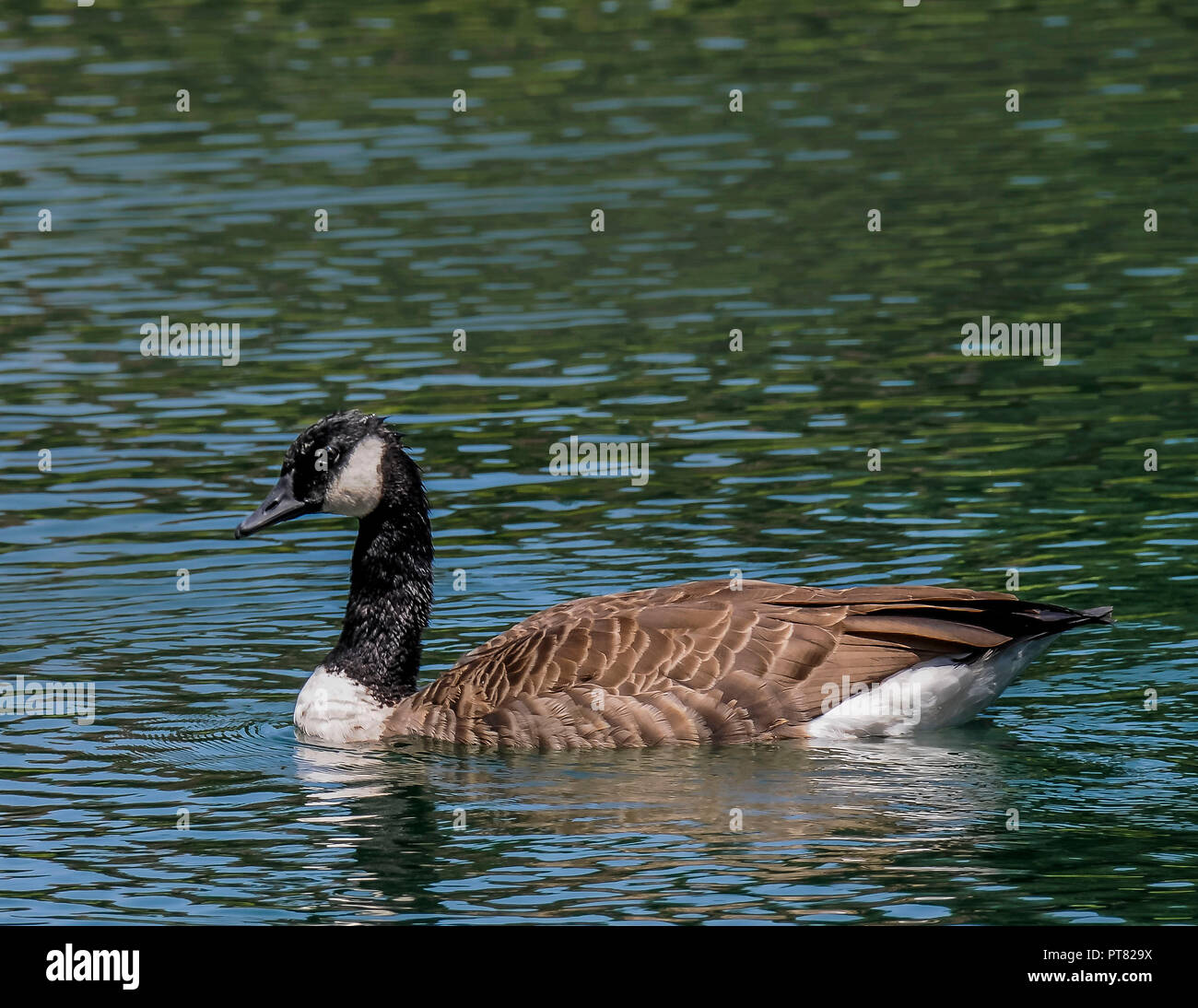 Canadian goose sitting on a pond alone Stock Photo - Alamy